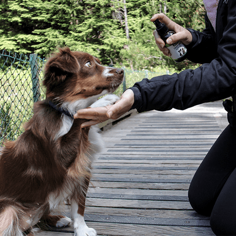 Natural and Holistic Pet Care Products | Nature Pet Store