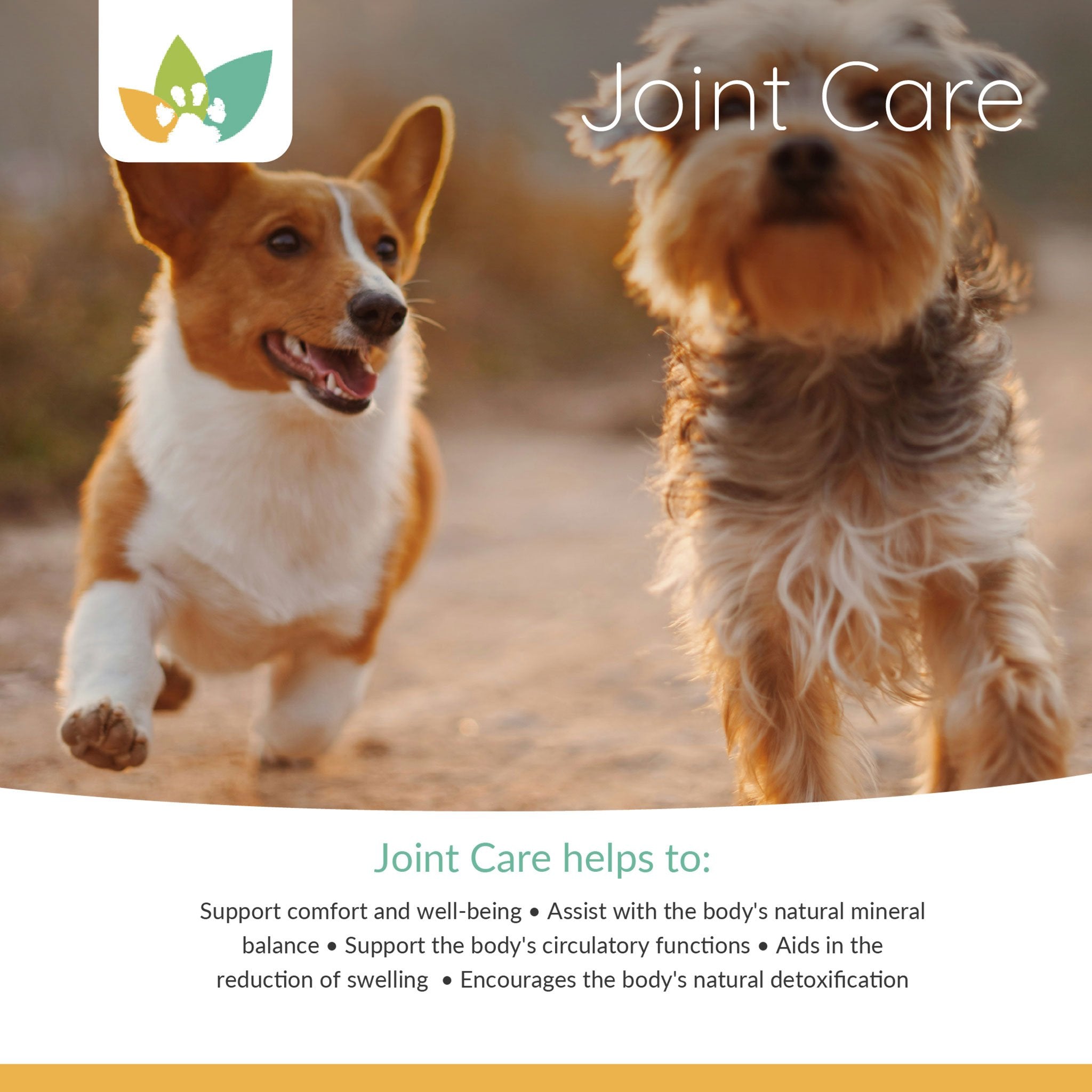 Arrowleaf Pet Joint Care - Pets Joint Supplement – Nature Pet Store